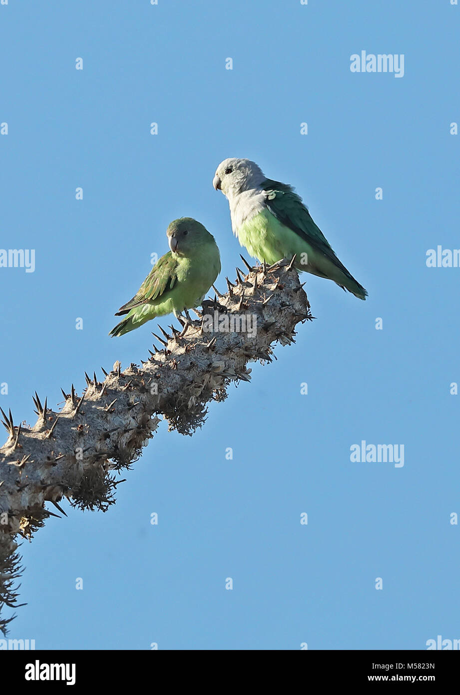 Grey-headed Lovebird (Agapornis canus ablectaneus) adult pair on ...
