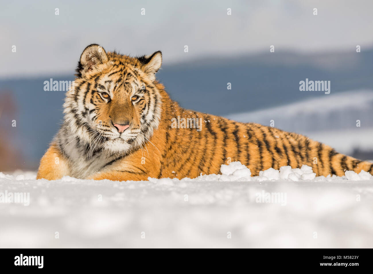 Siberian tiger in the winter taiga. Siberian tiger lying in snow in a ...