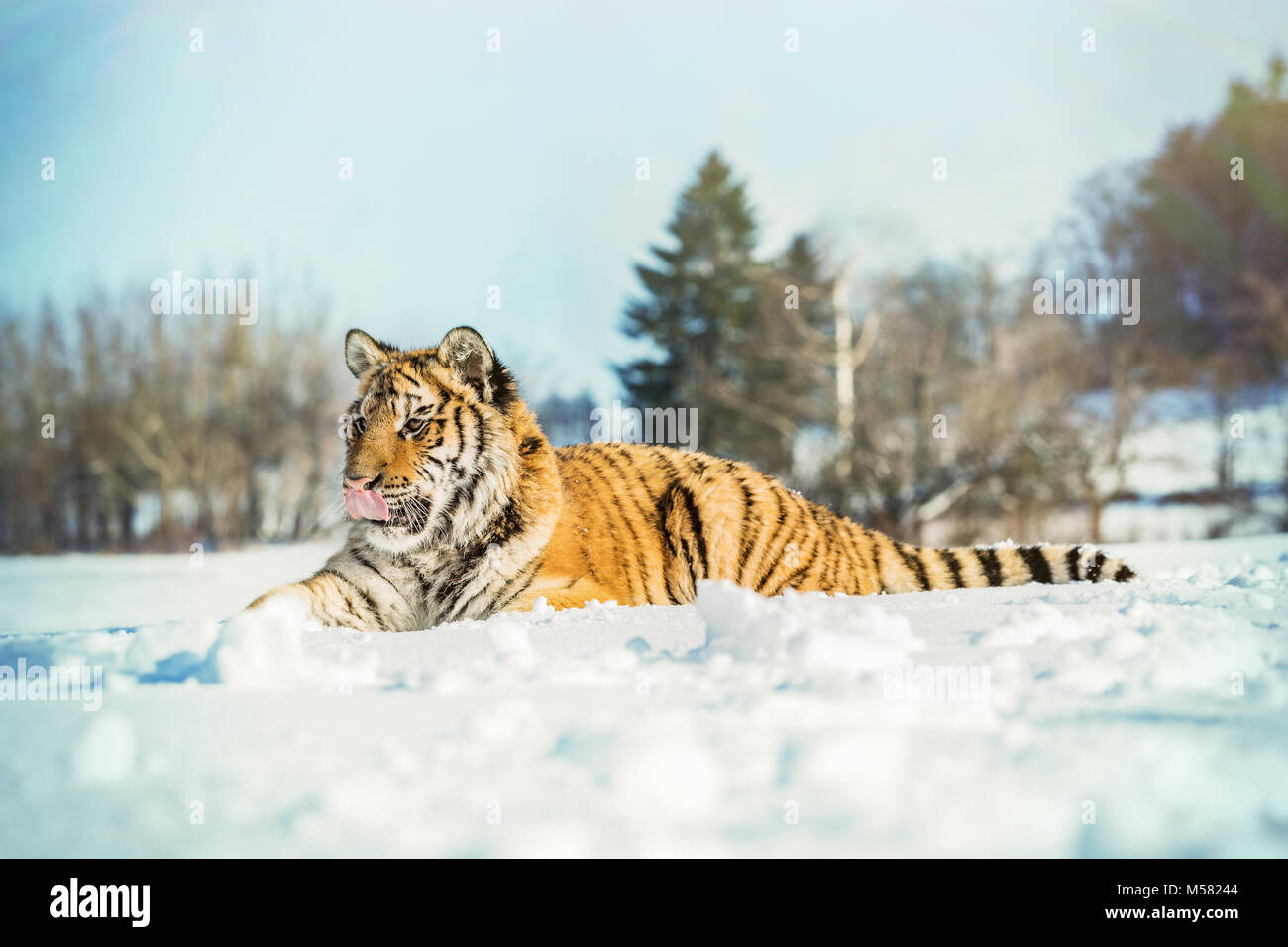 Tiger portrait in cold winter. Tiger in wild winter nature. Action ...