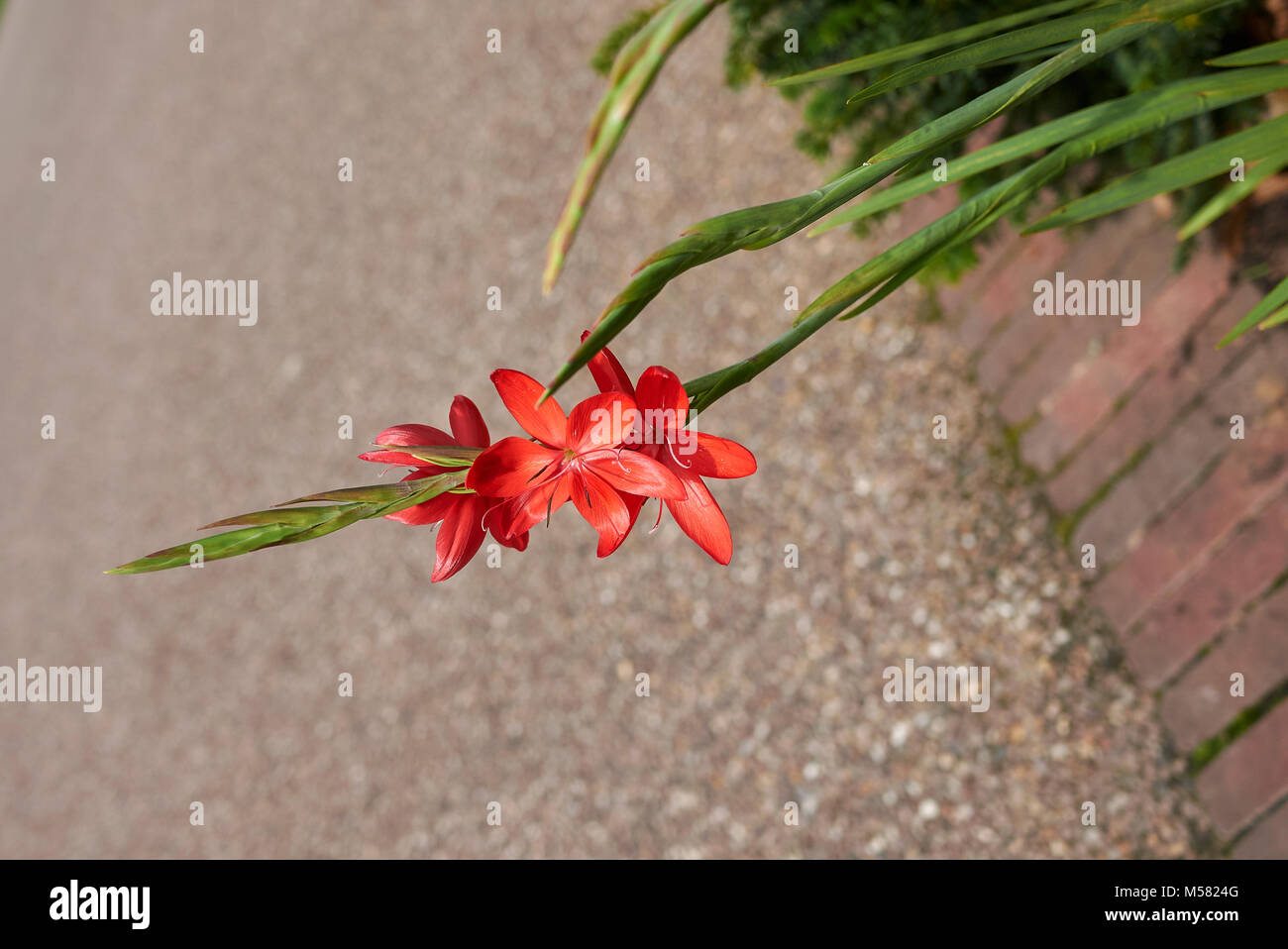 Hesperantha garden hi-res stock photography and images - Alamy