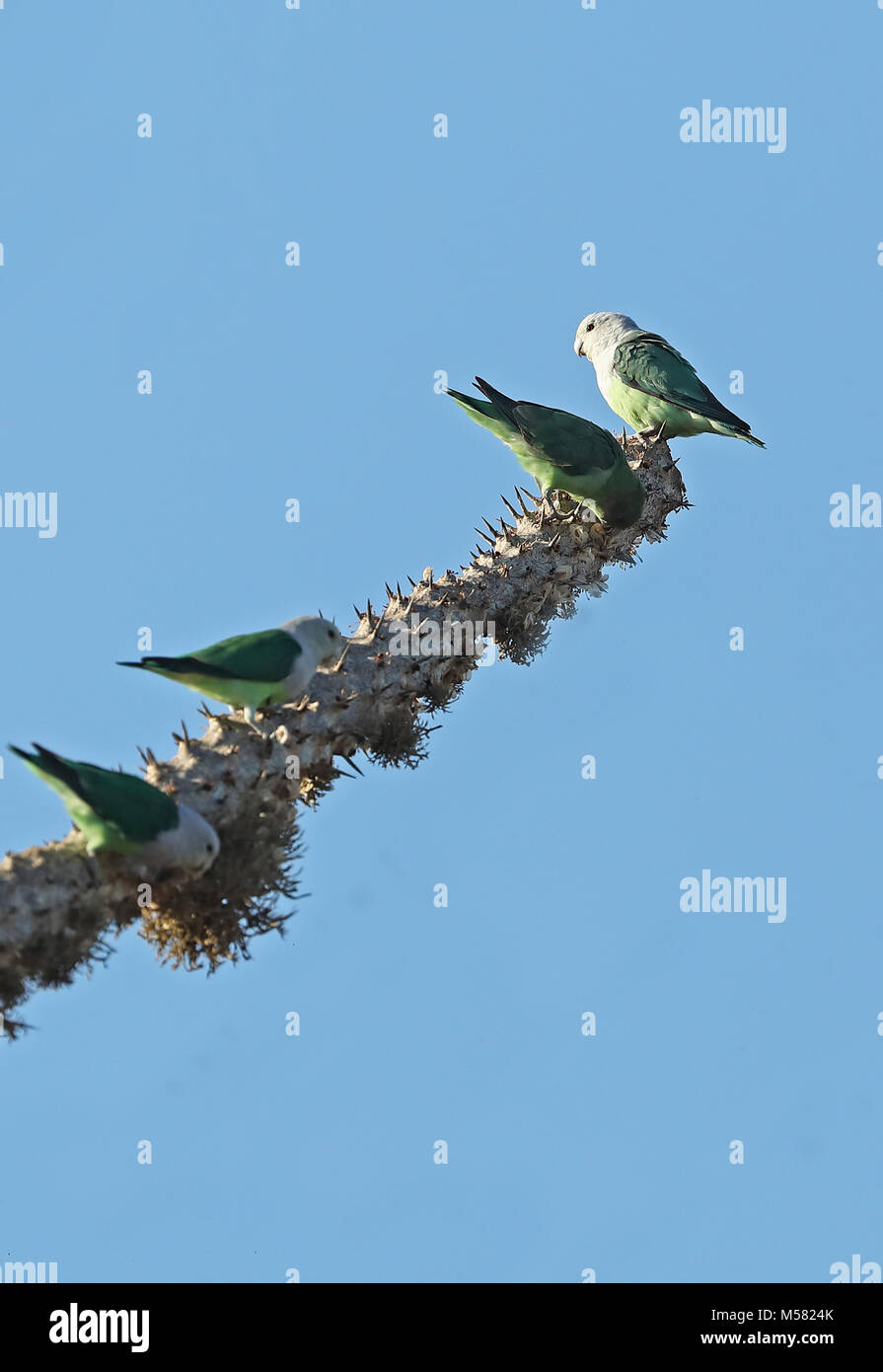 Grey-headed Lovebird (Agapornis canus ablectaneus) adults feeding on ...