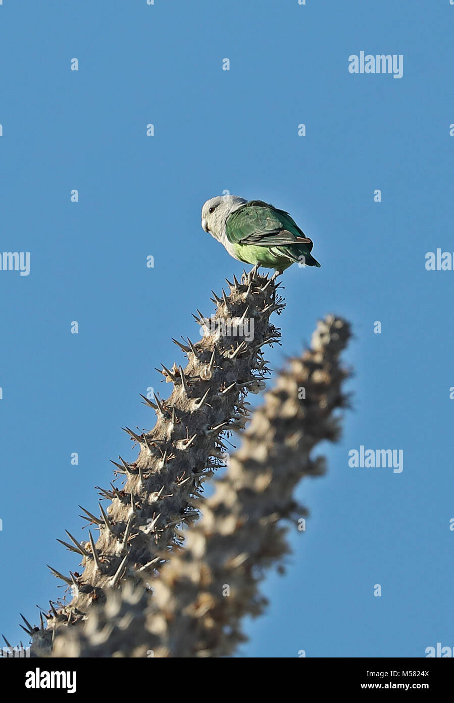 Grey-headed Lovebird (Agapornis canus ablectaneus) adult male perched ...