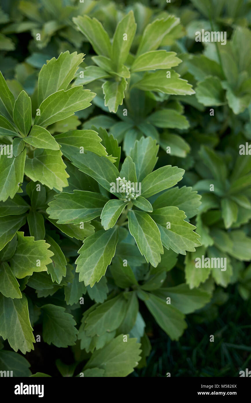Pachysandra terminalis ground cover garden hi-res stock photography and ...