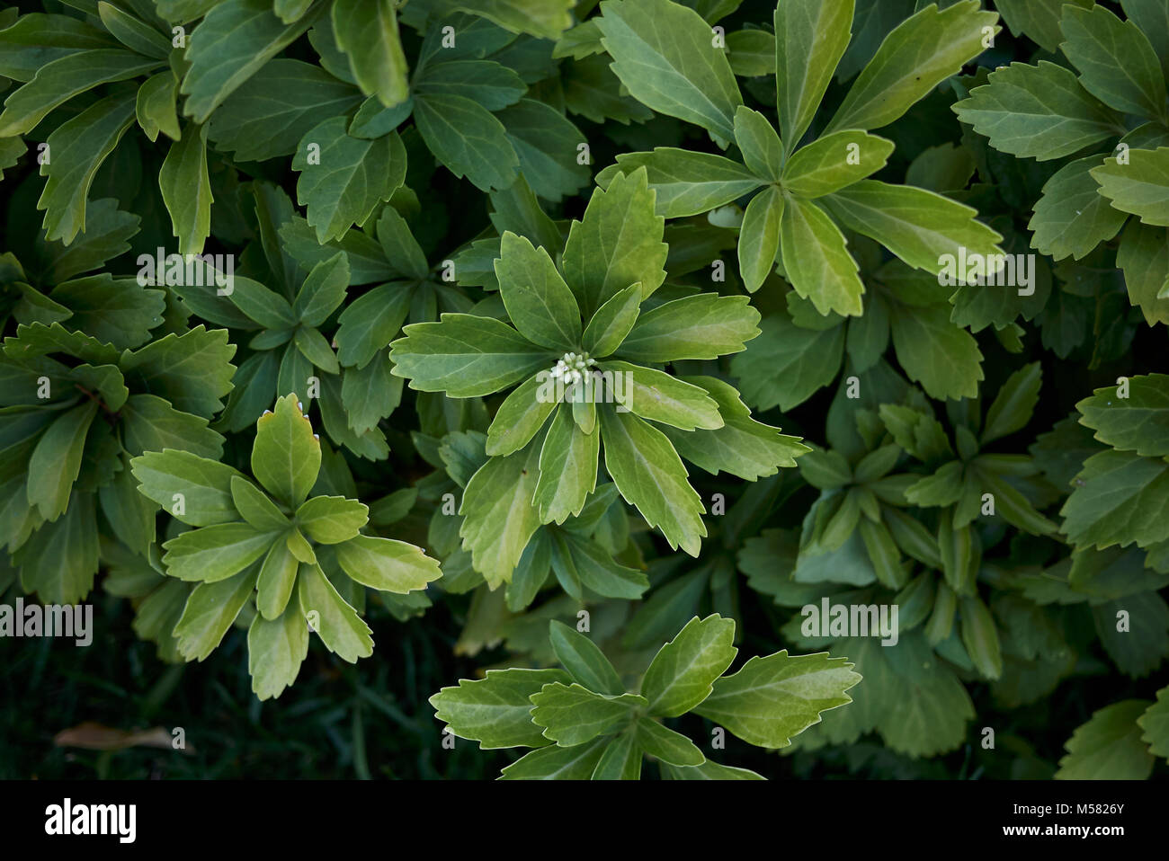 Pachysandra terminalis ground cover garden hi-res stock photography and ...