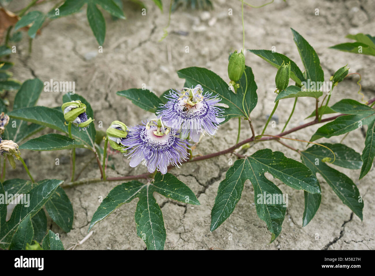 Passiflora incarnata hi-res stock photography and images - Alamy