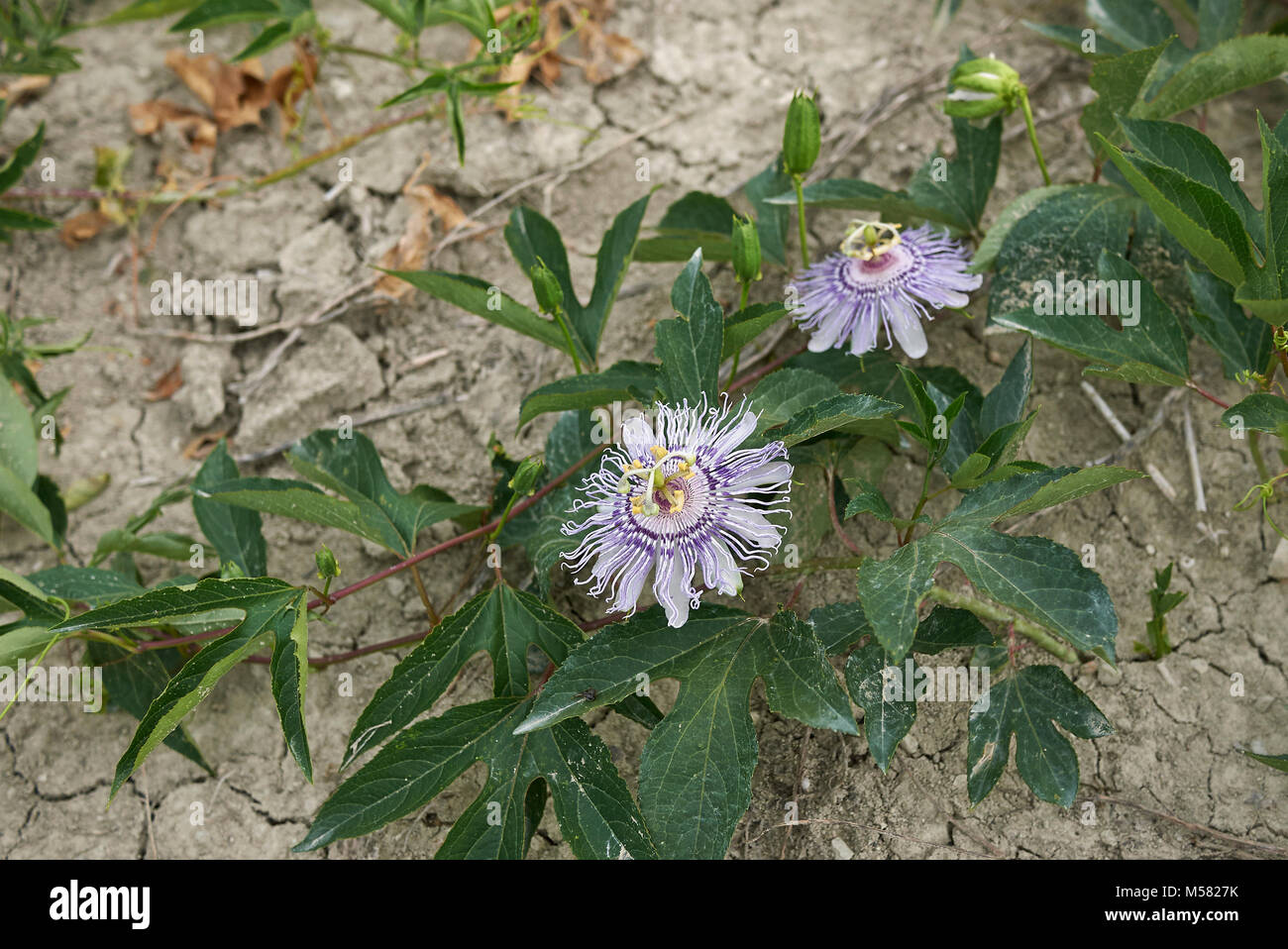 True passionflower passiflora incarnata hi-res stock photography and ...