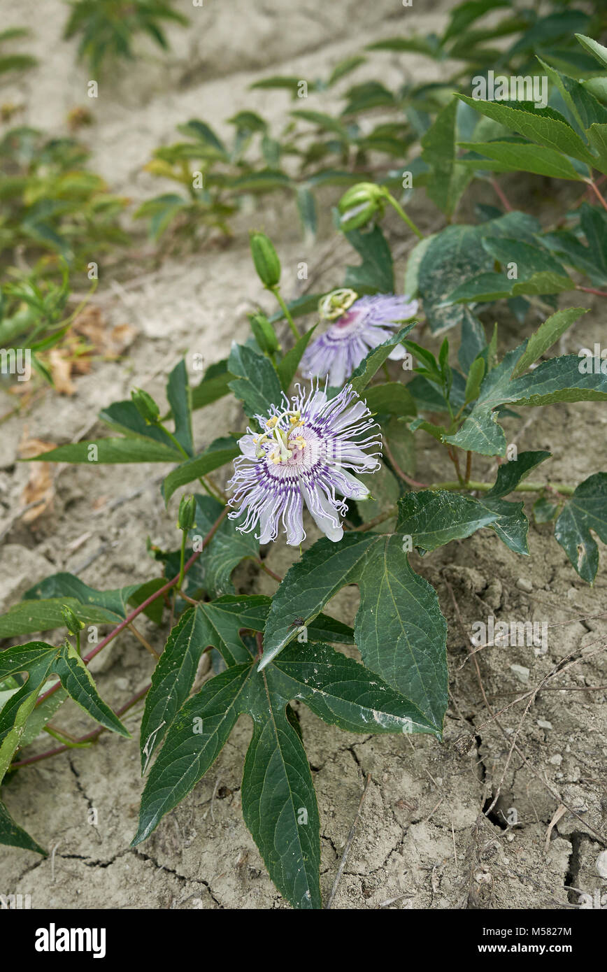 True passionflower passiflora incarnata hi-res stock photography and ...