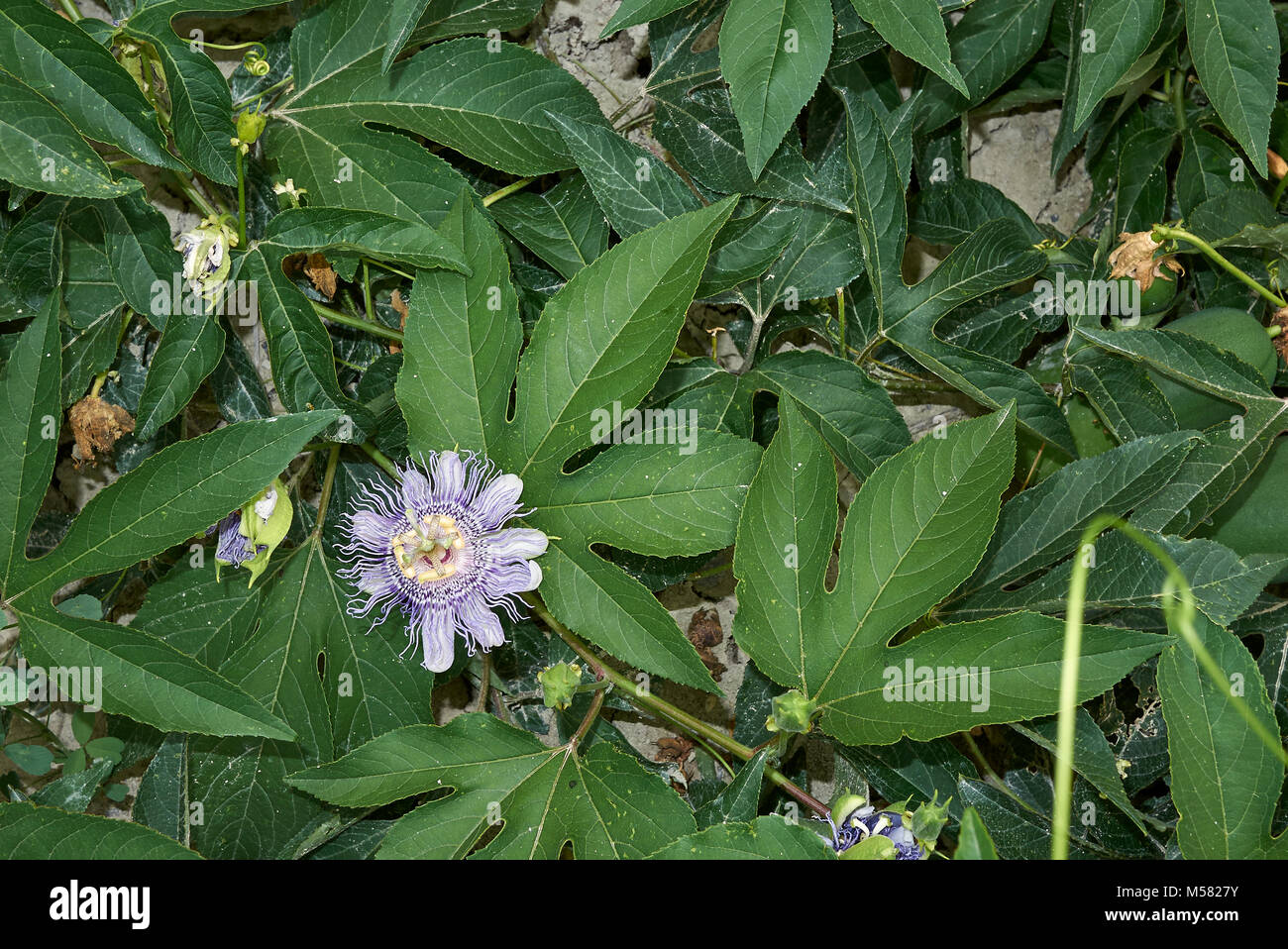 Passiflora incarnata hi-res stock photography and images - Alamy