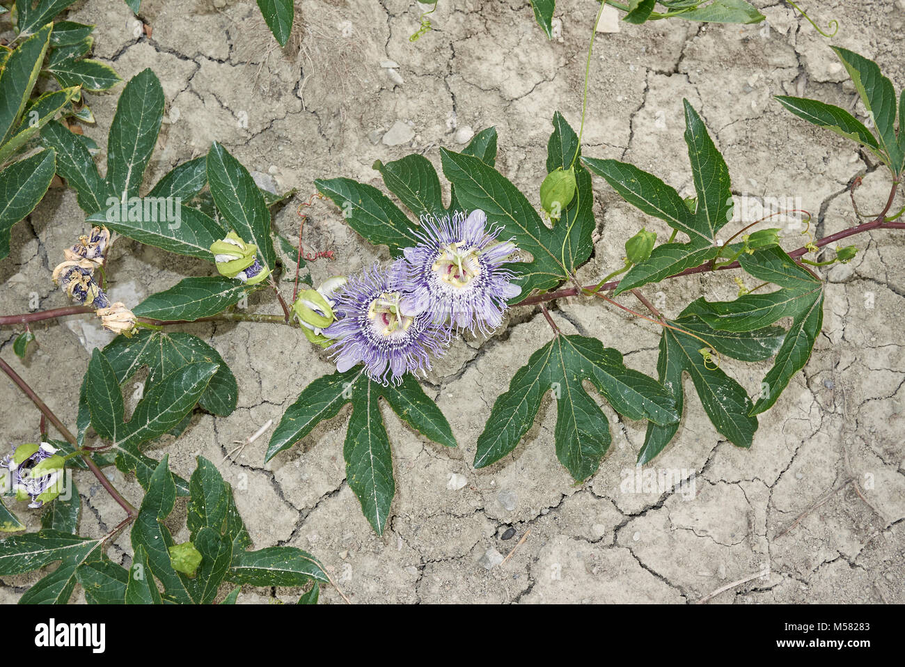 True passionflower passiflora incarnata hi-res stock photography and ...