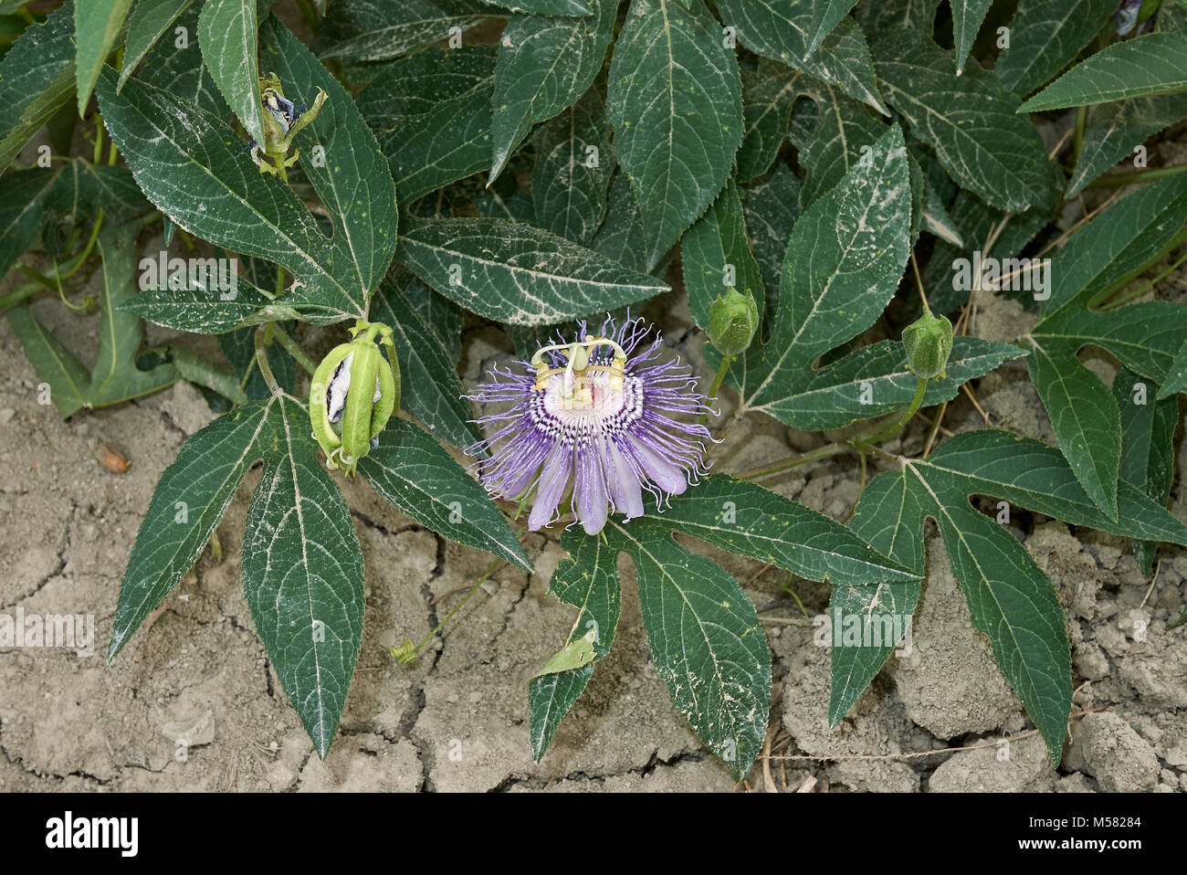 True passionflower passiflora incarnata hi-res stock photography and ...