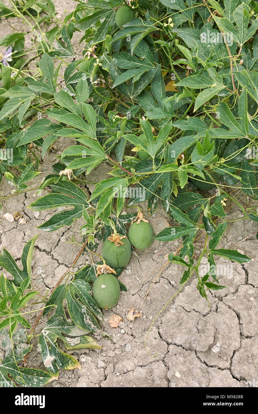 True passionflower passiflora incarnata hi-res stock photography and ...