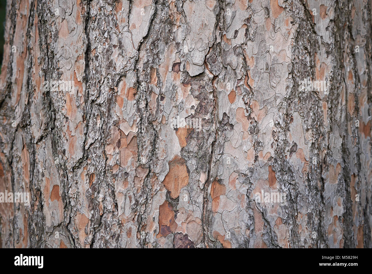 Himalayan pine bark pinus wallichiana hi-res stock photography and ...