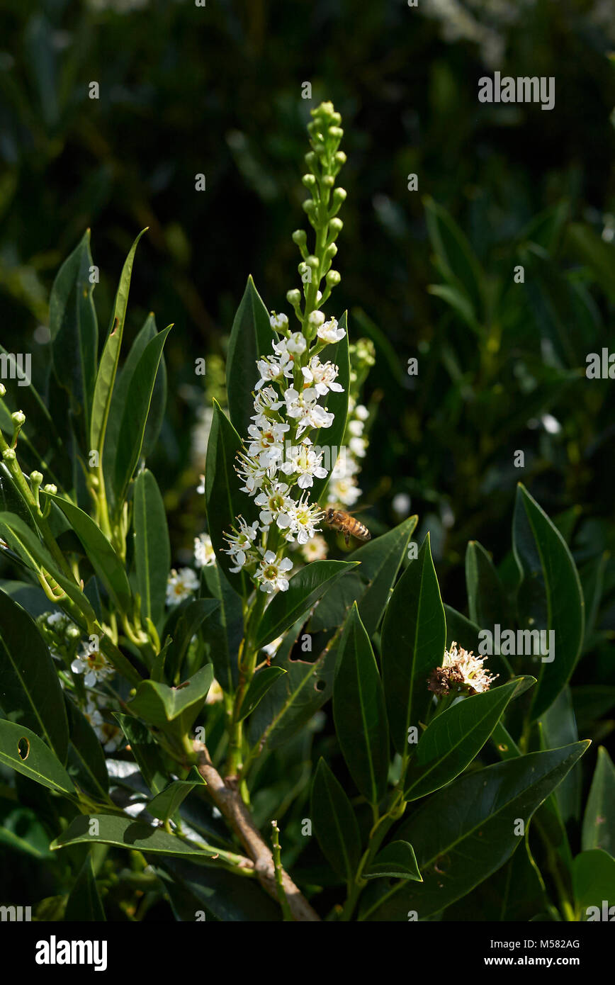 Prunus laurocerasus common laurel cherry laurel hi-res stock ...