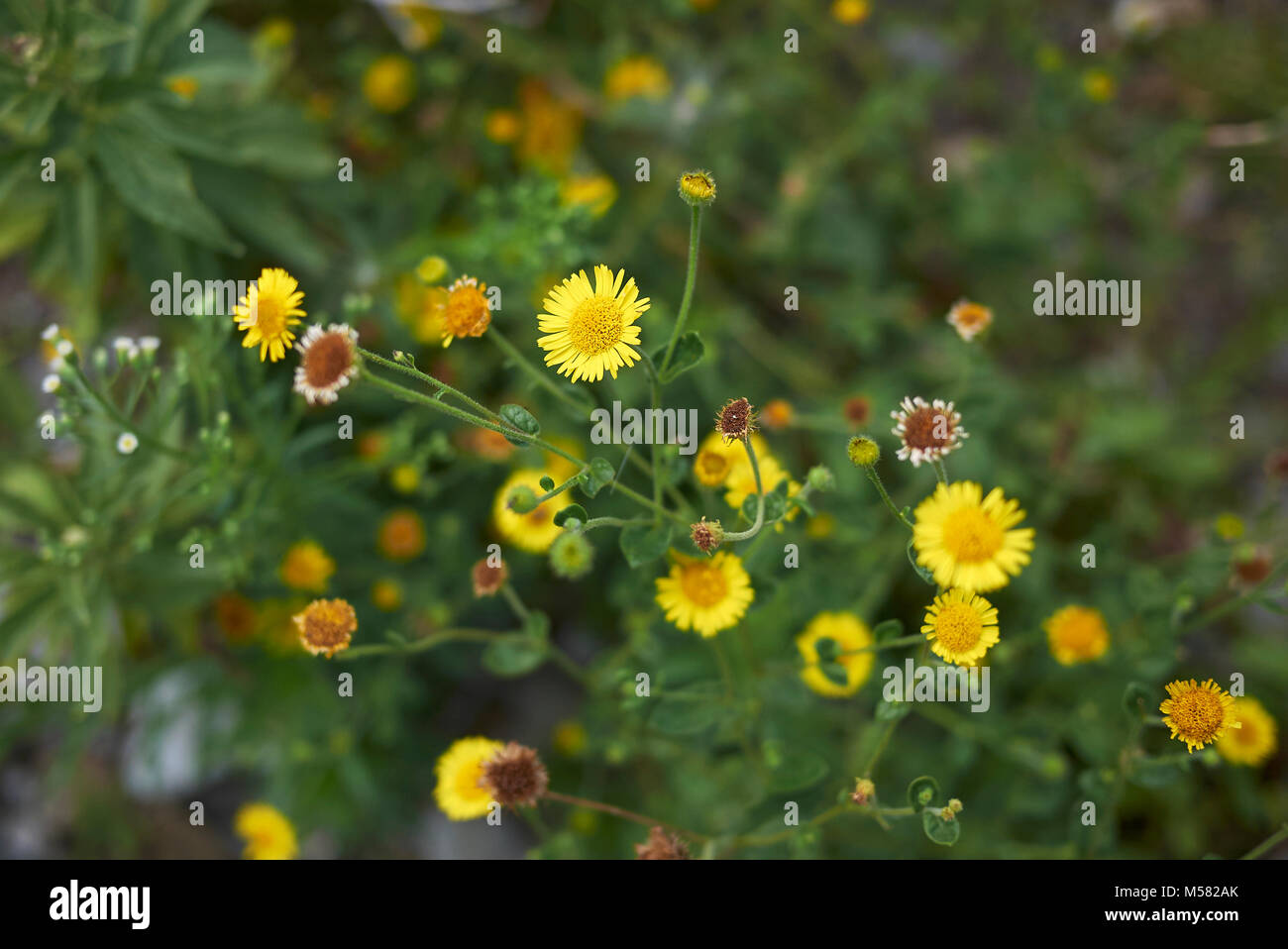 Fleabane pulicaria dysenterica daisy family hi-res stock photography ...