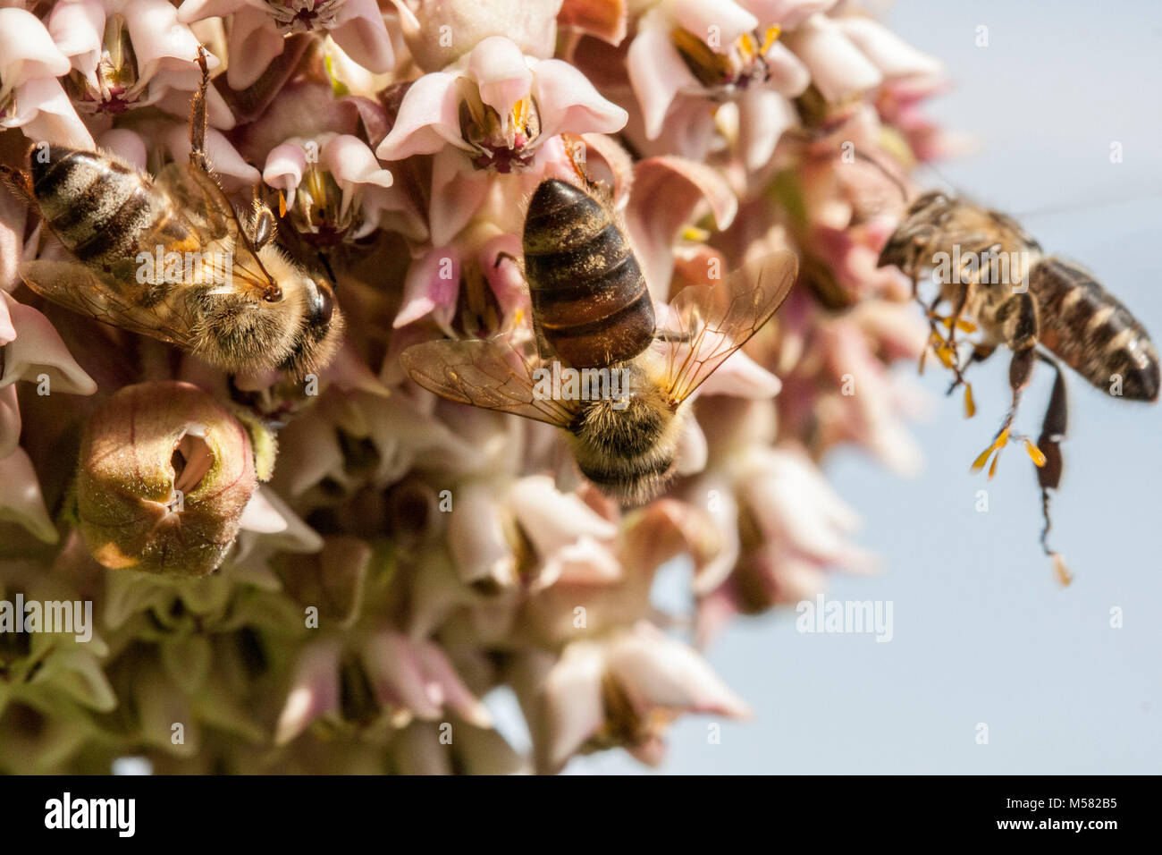 Super bees hi-res stock photography and images - Alamy