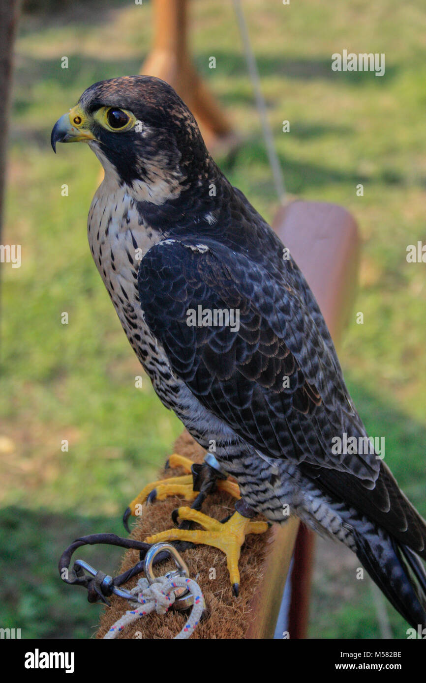 Super hawk hi-res stock photography and images - Alamy