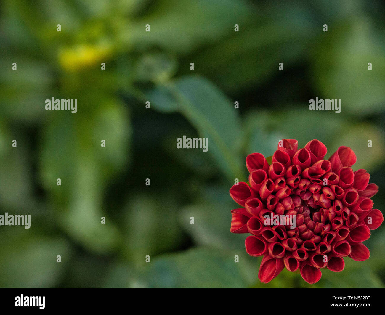 Excellent flower photo hi-res stock photography and images - Alamy