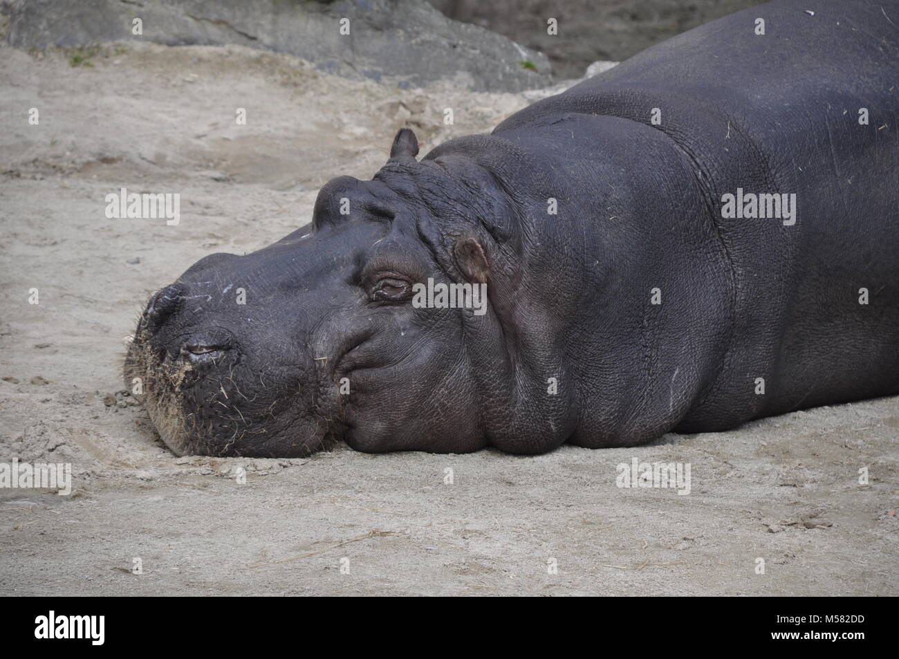 Sleeping hippo hi-res stock photography and images - Alamy