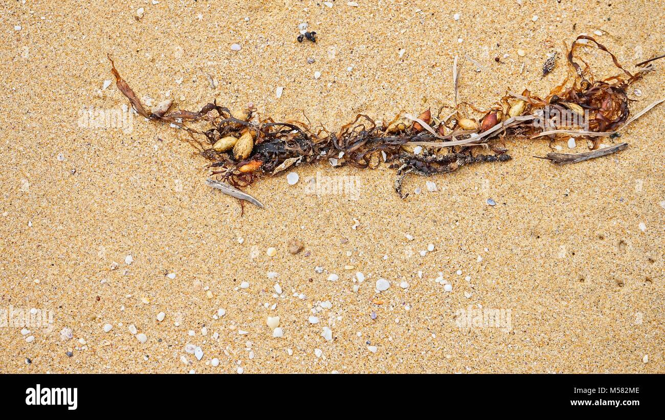 Seaweed and shell fragments on sand at the beach Stock Photo - Alamy