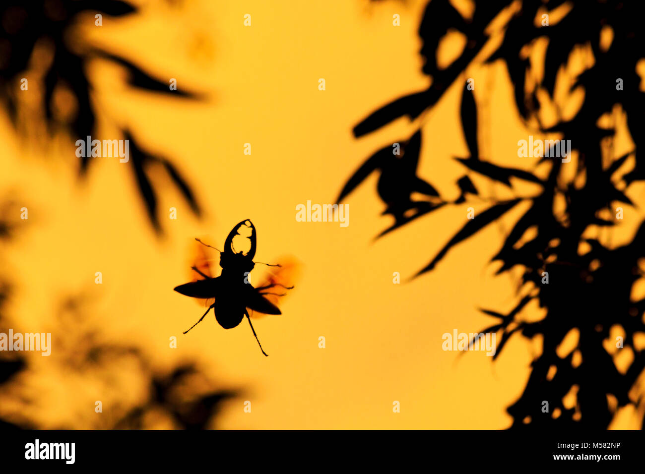 big beautiful horned beetle flying at sunset , wildlife, animals Stock ...