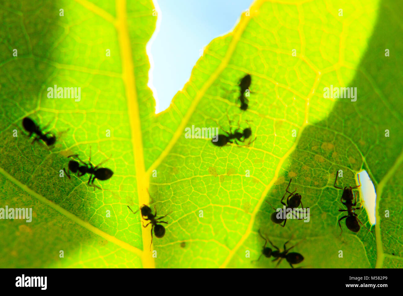 black ants cut patterns on a green leaf , wildlife, animals Stock Photo ...