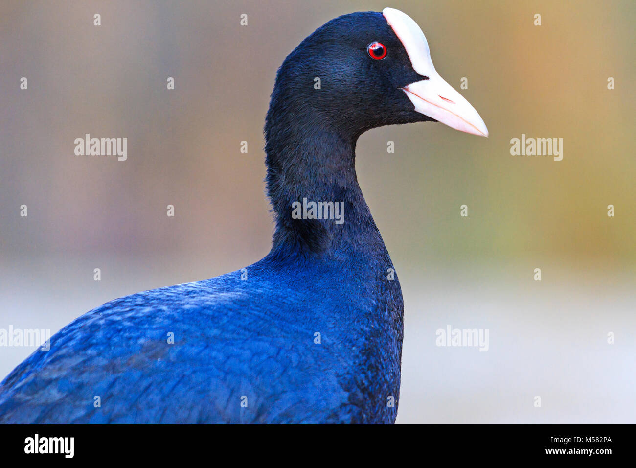 black bird with metallic glare on the feathers , wildlife, animals ...