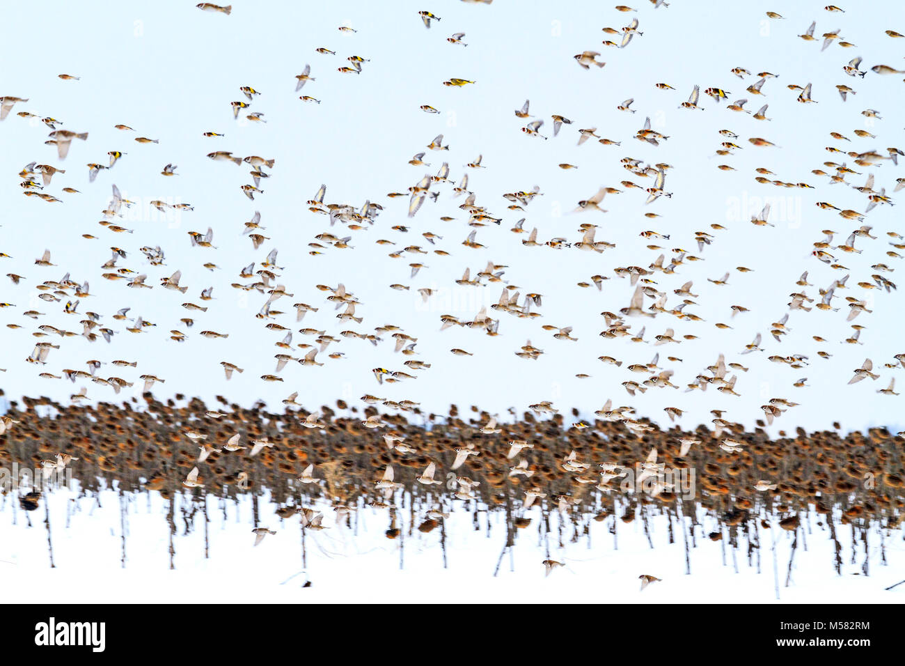 Migrating birds flying south winter hi-res stock photography and images ...