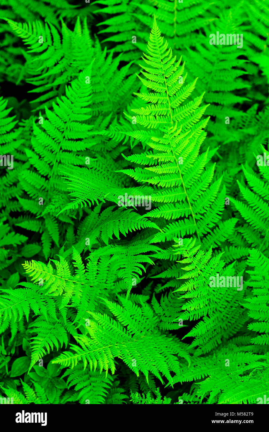green texture of fern leaves, textures and wallpapers Stock Photo - Alamy