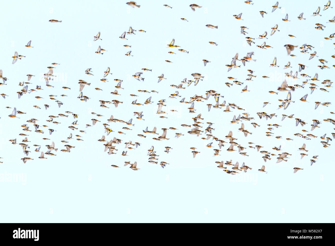 spring migration of singing birds , wildlife, animals Stock Photo - Alamy