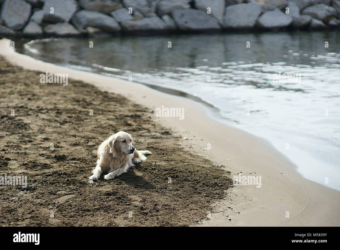 Labrador and mare hi-res stock photography and images - Alamy
