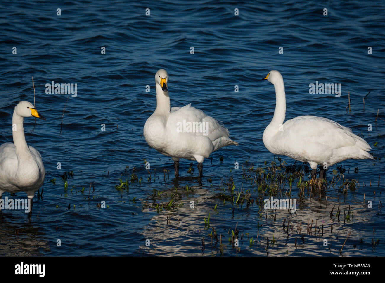Swan reeds hi-res stock photography and images - Alamy
