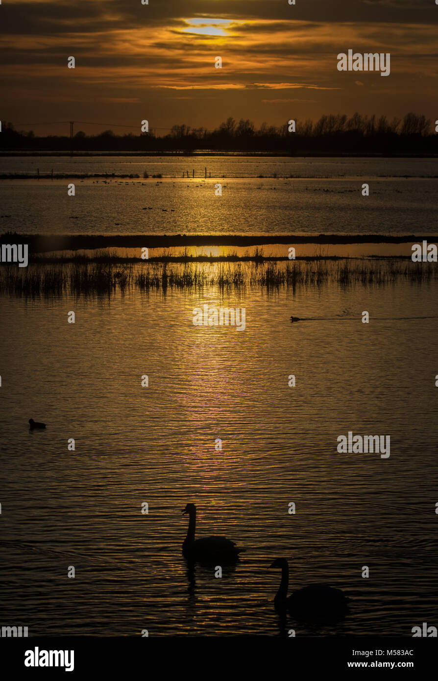 Two swans and a duck at sunset Stock Photo - Alamy