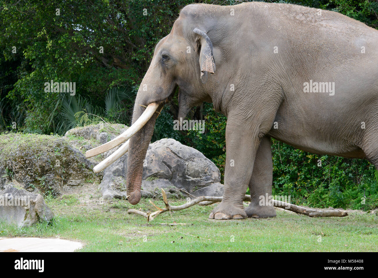 Grey Elephant with Tusks Stock Photo - Alamy