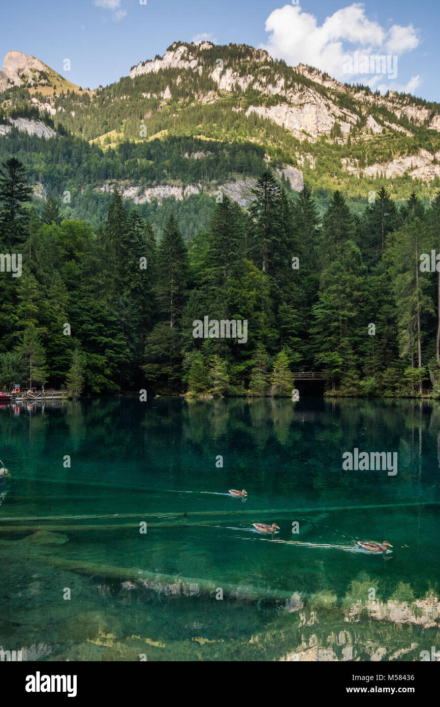 Lake Blausee in the beautiful country of Switzerland in the Swiss alps ...
