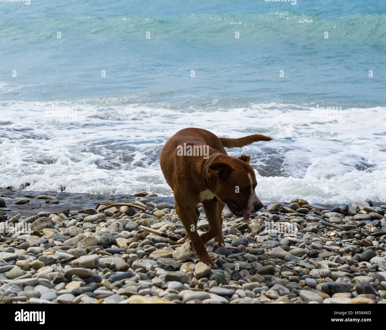 pedigreed dog playing in the sea waves on a pebble beach on a warm ...
