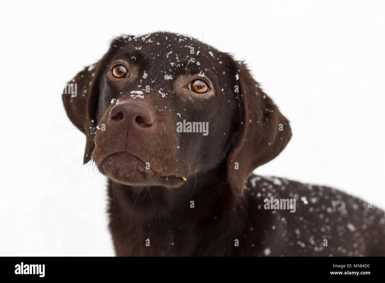 Snowy Chocolate Labrador Stock Photo - Alamy