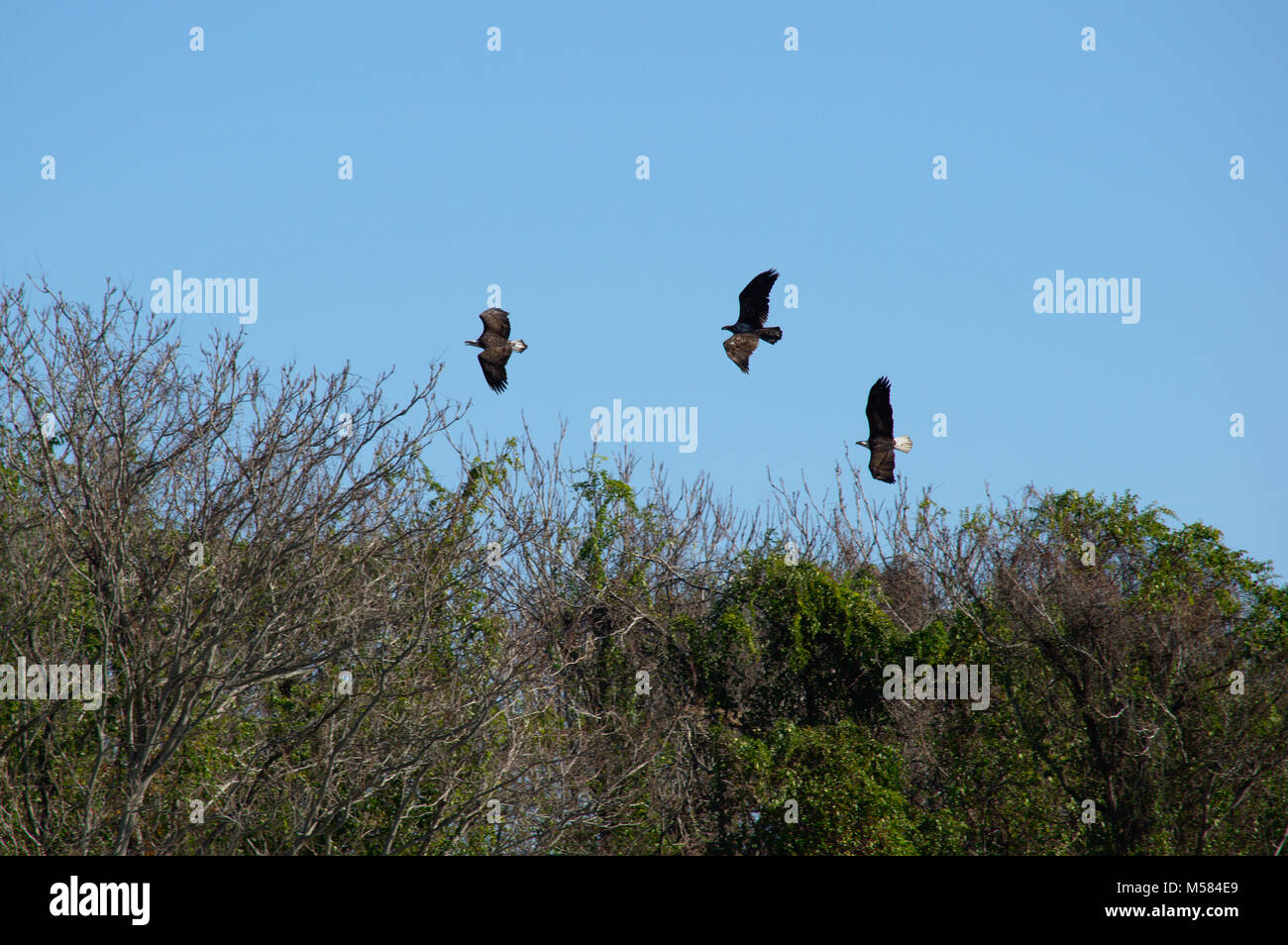 Eagle chasing prey hi-res stock photography and images - Alamy