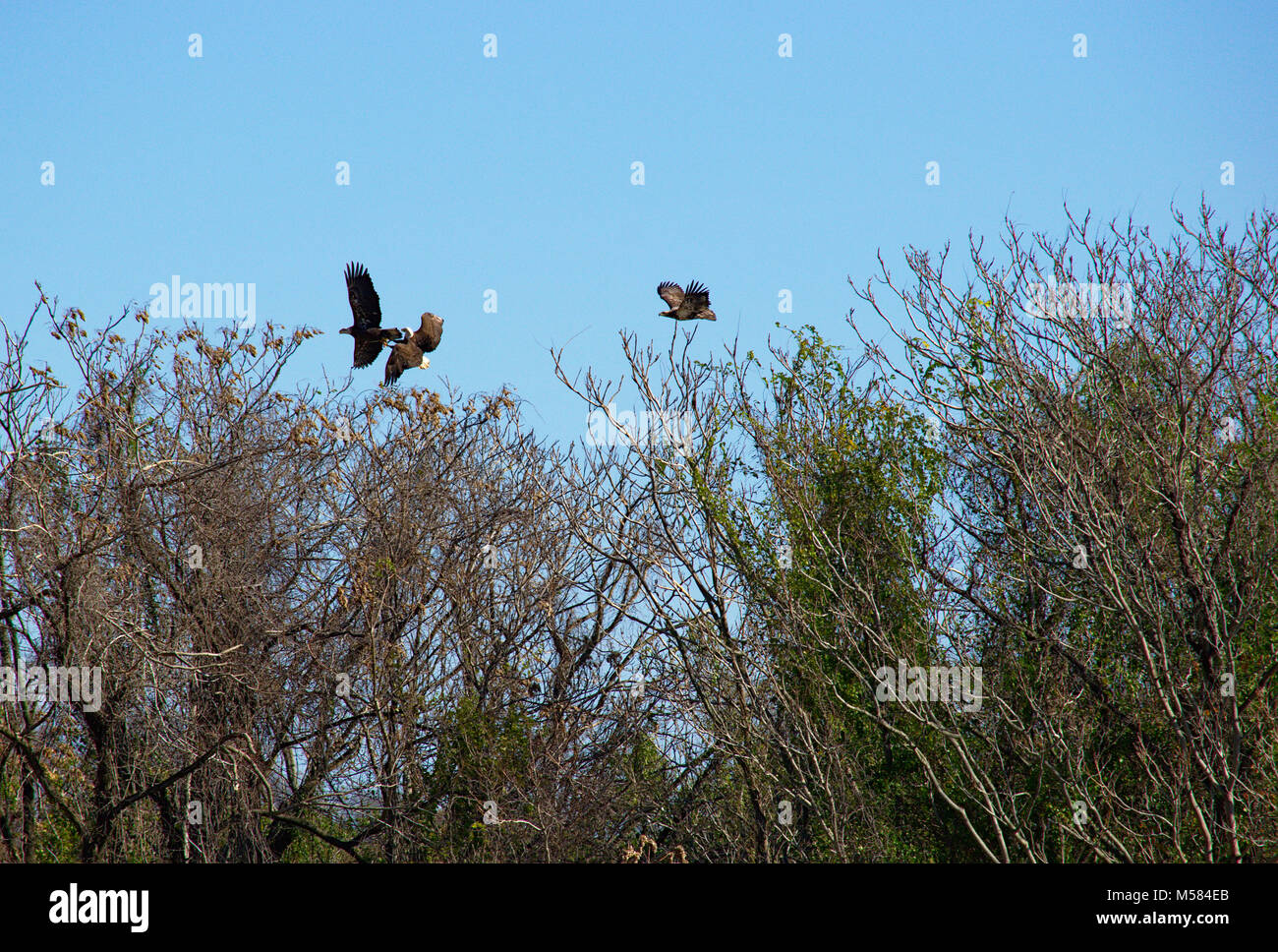 Eagle swooping catch prey hi-res stock photography and images - Alamy