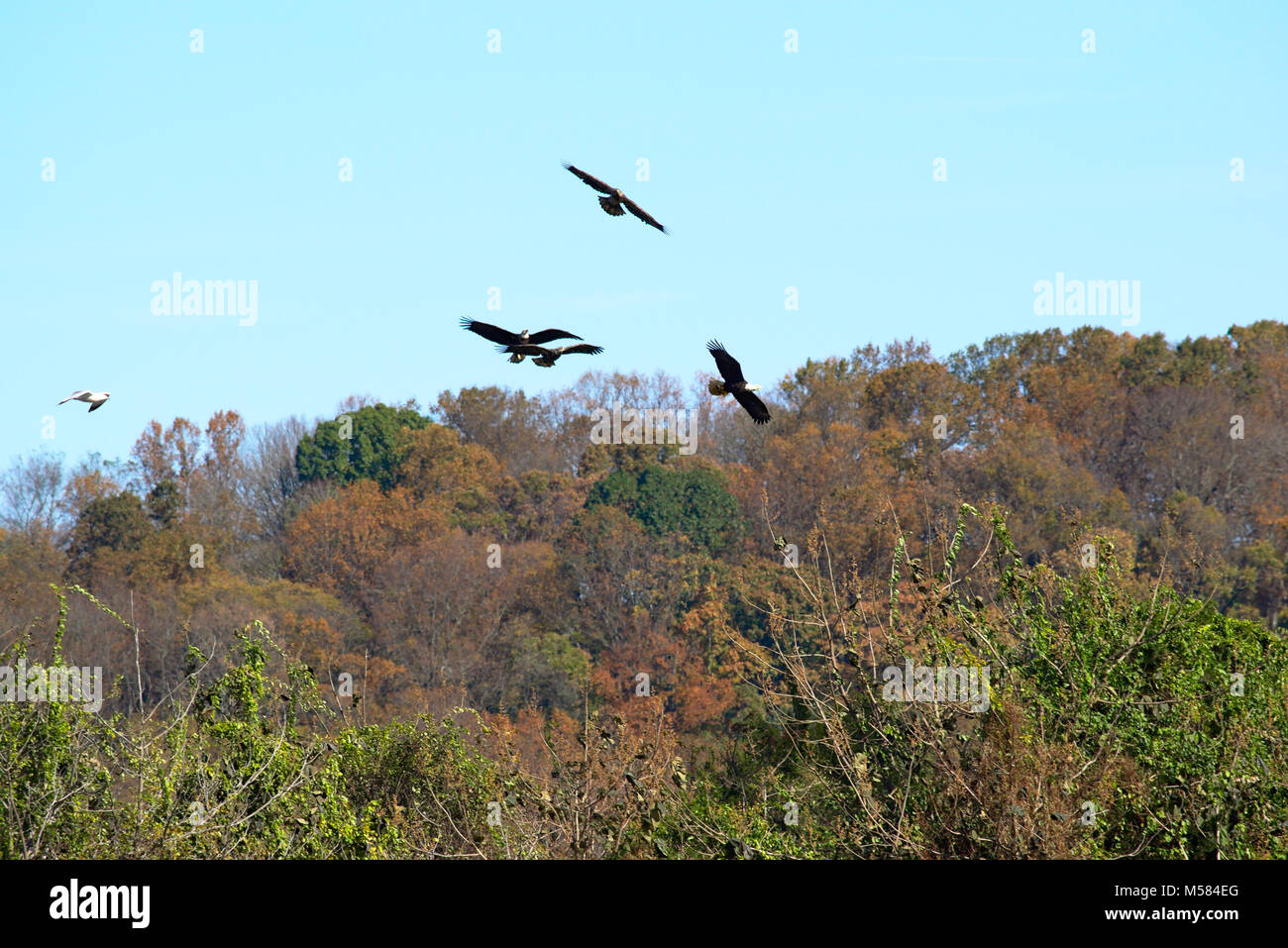 Eagle chasing prey hi-res stock photography and images - Alamy