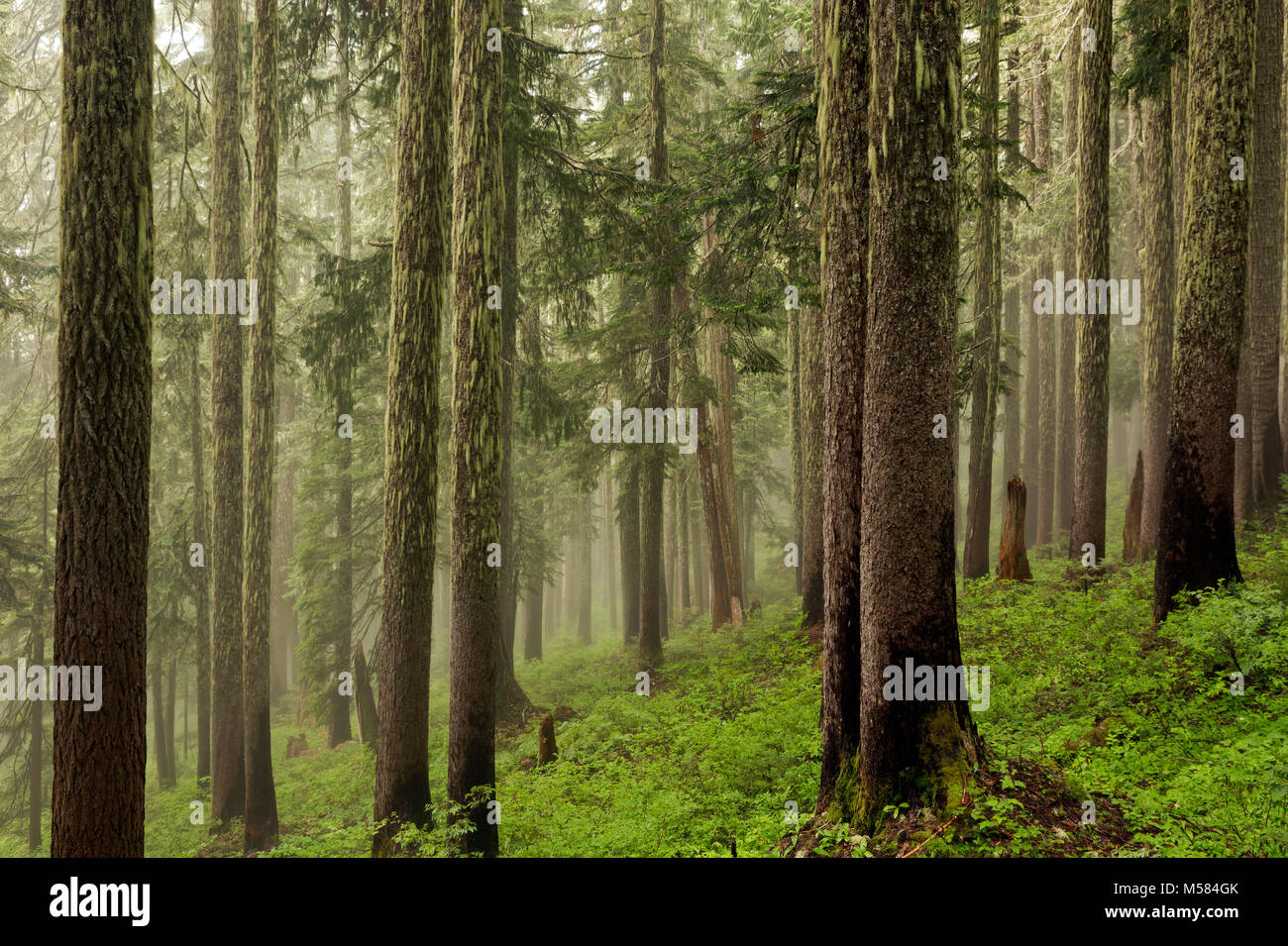 WASHINGTON - Sun breaking through the mist on a hillside along the ...