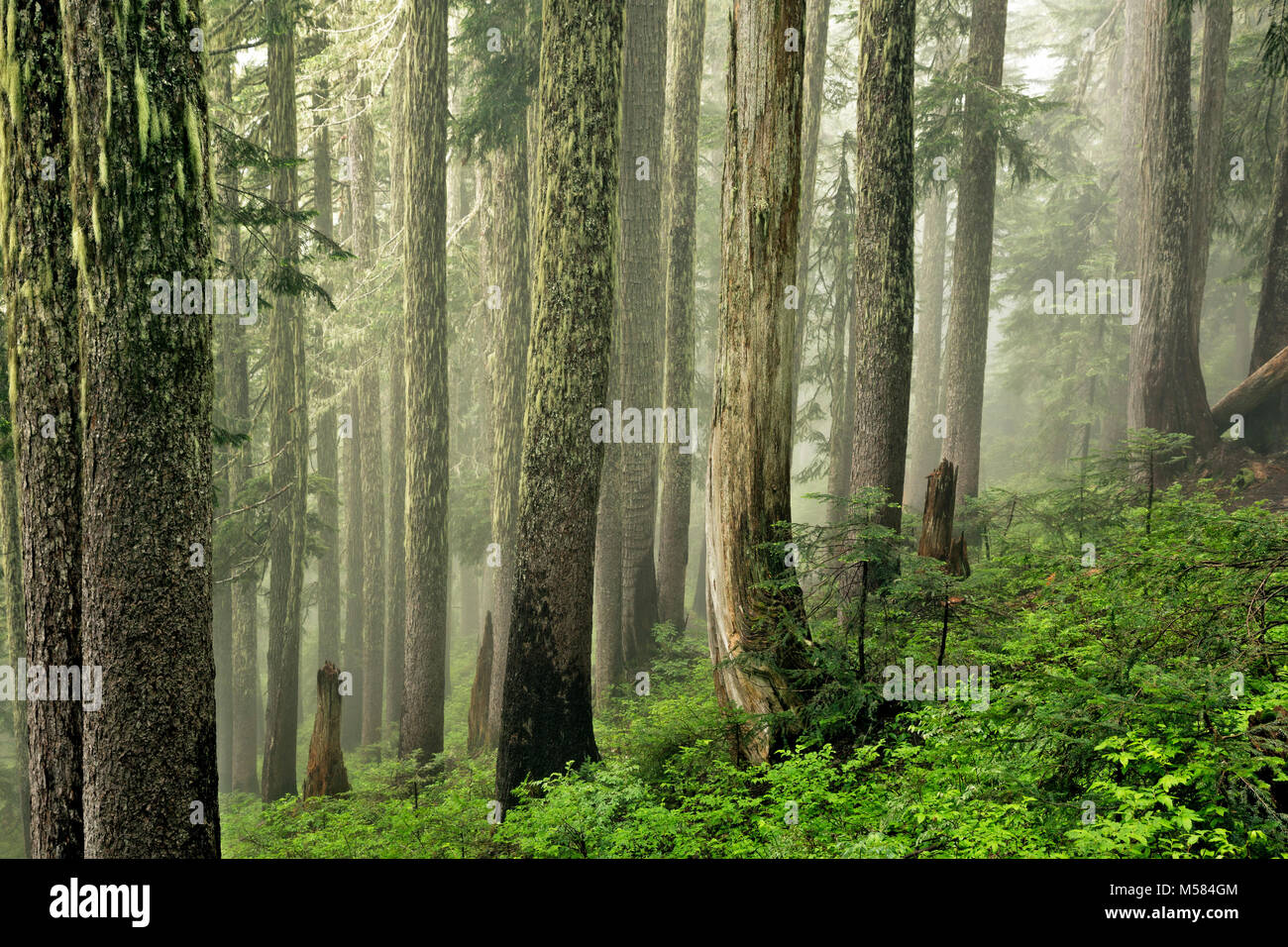 WASHINGTON - Sun breaking through the mist on a hillside along the ...