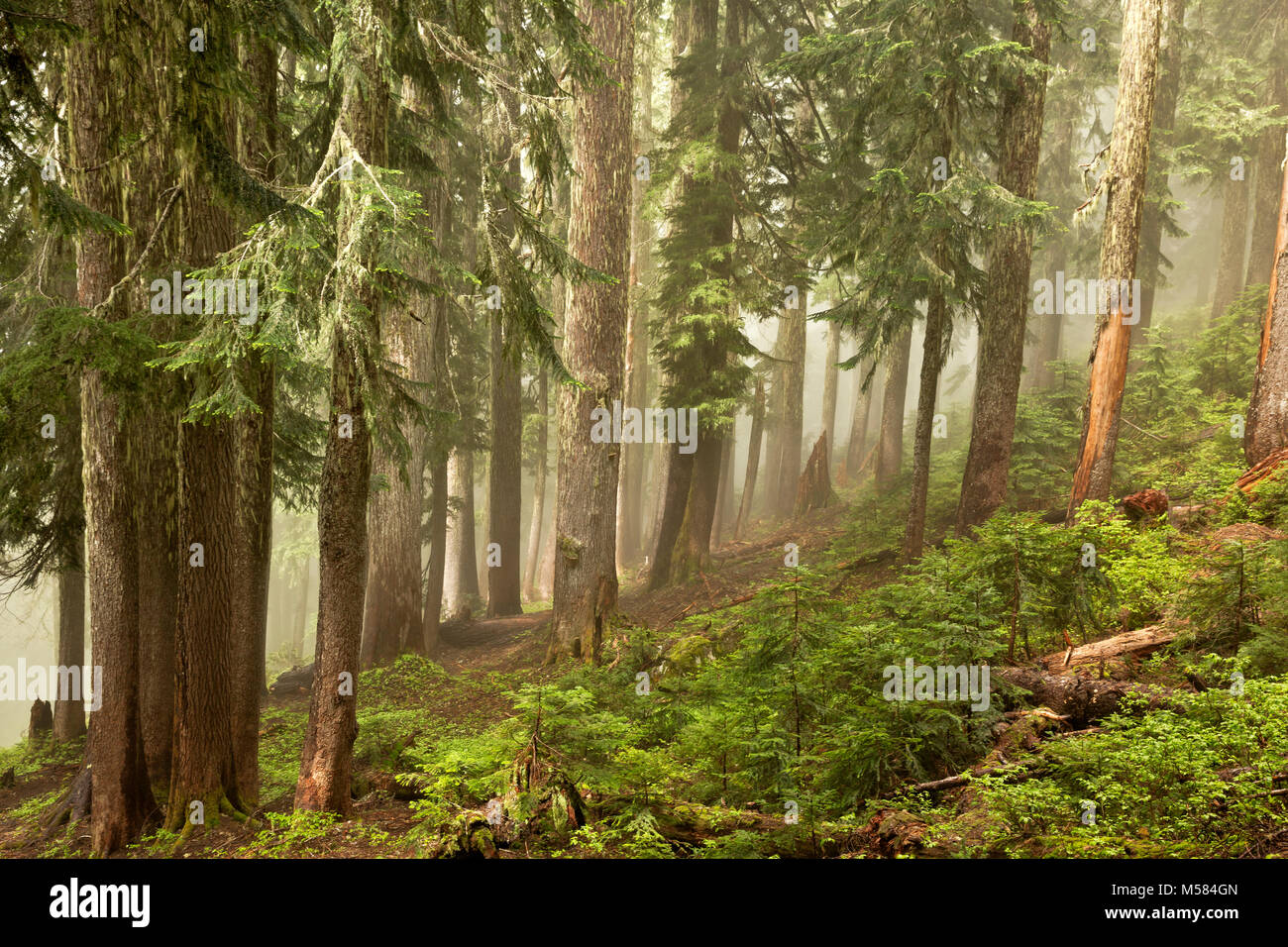 Sunshine breaking through the mist hi-res stock photography and images ...