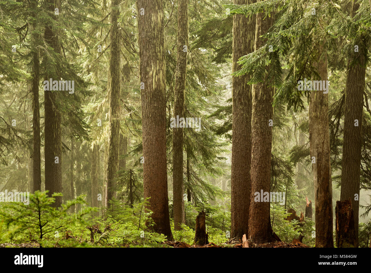WASHINGTON - Sun breaking through the mist on a hillside along the ...