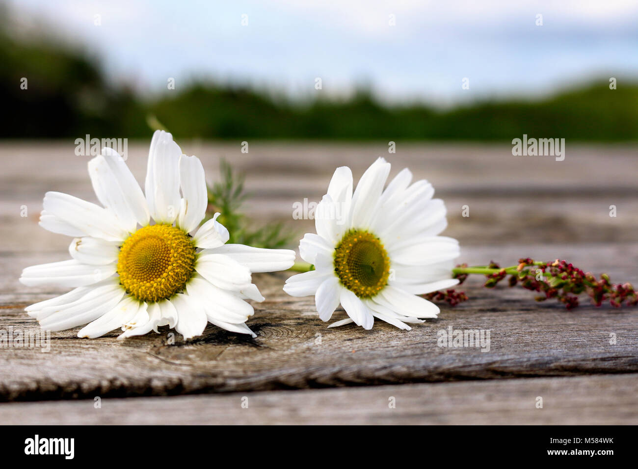 Two daisies hi-res stock photography and images - Alamy