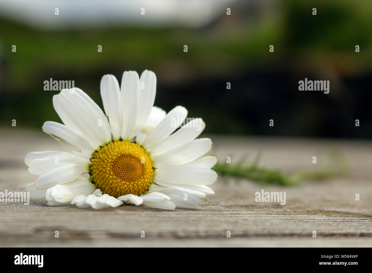 One daisy hi-res stock photography and images - Alamy