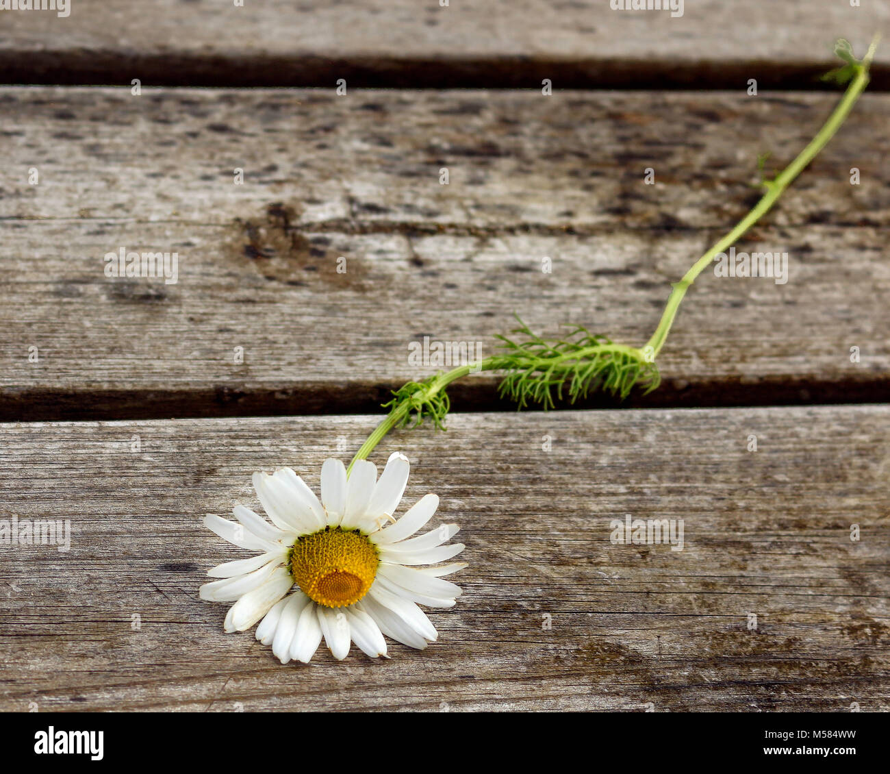 Daisy seed head hi-res stock photography and images - Alamy