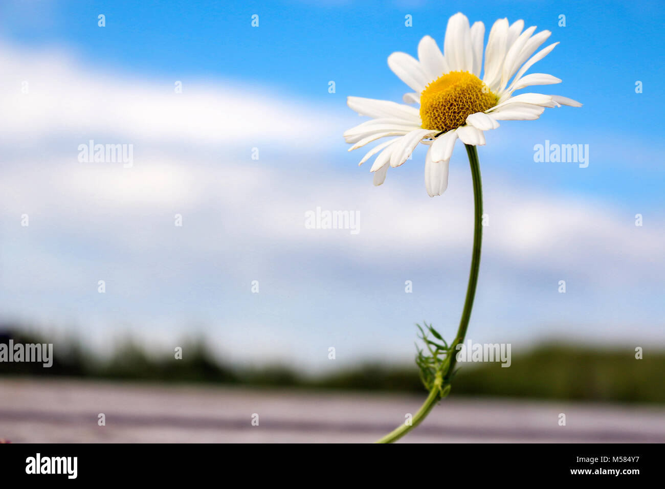 Daisy sky blue hi-res stock photography and images - Alamy