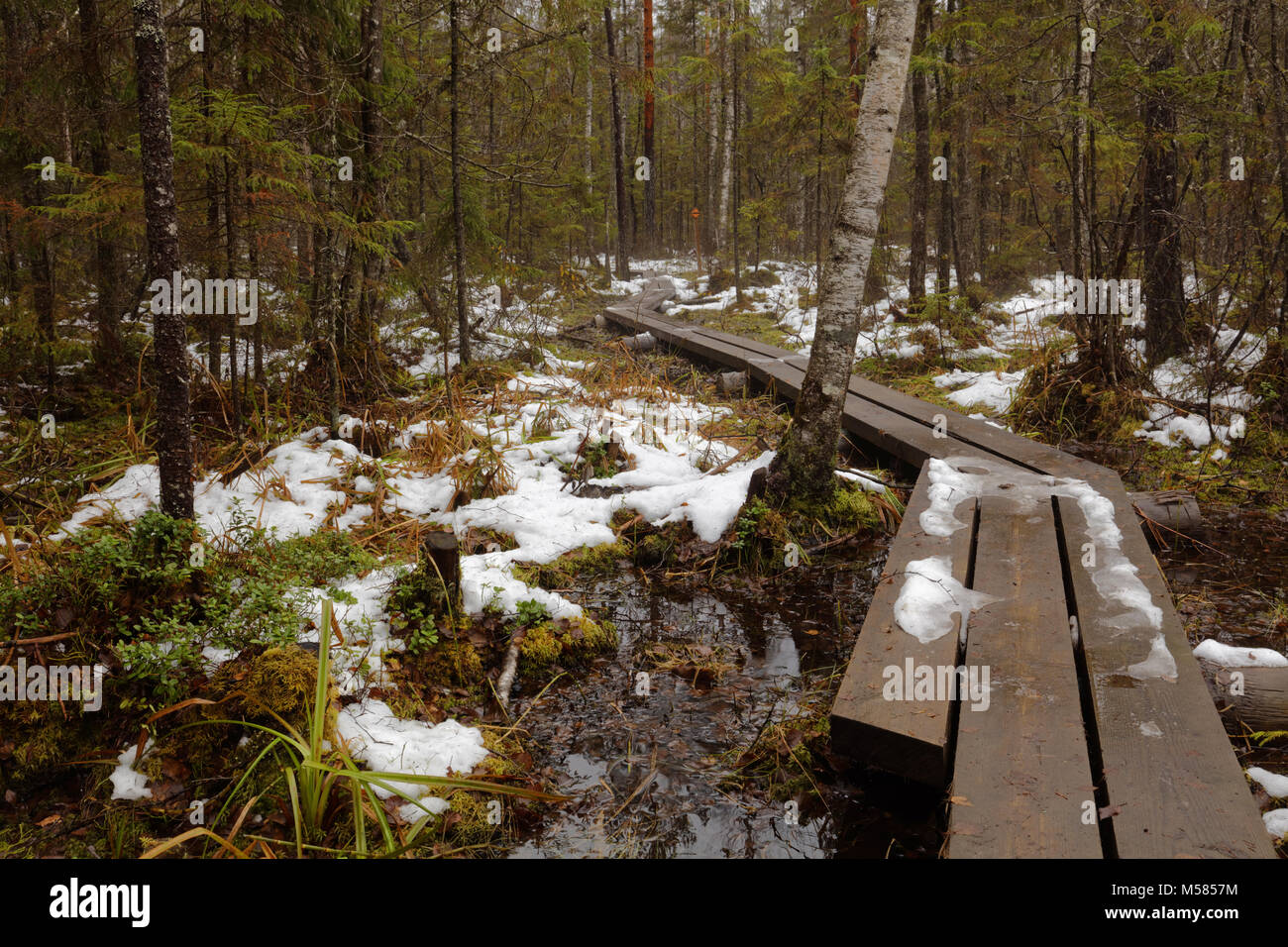 Footpath through a wetland in Nuuksio national park, Finland Stock ...