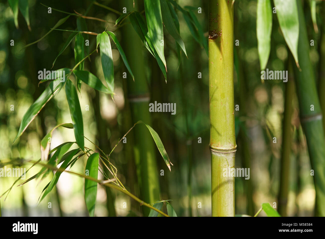 Bamboo stems of a bamboo grove background Stock Photo - Alamy