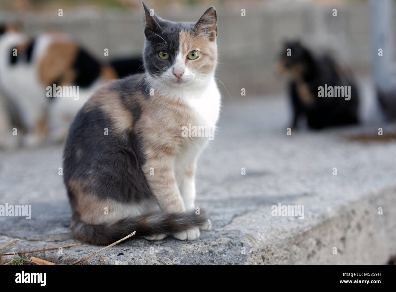 Portrait of cute tricolor cat Stock Photo - Alamy